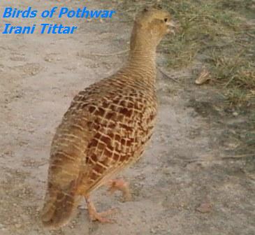 Birds of Pothwar region ~ Pothwar Today