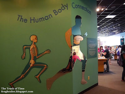 Museum of Science - The Human Body Connection | The Track of Time
