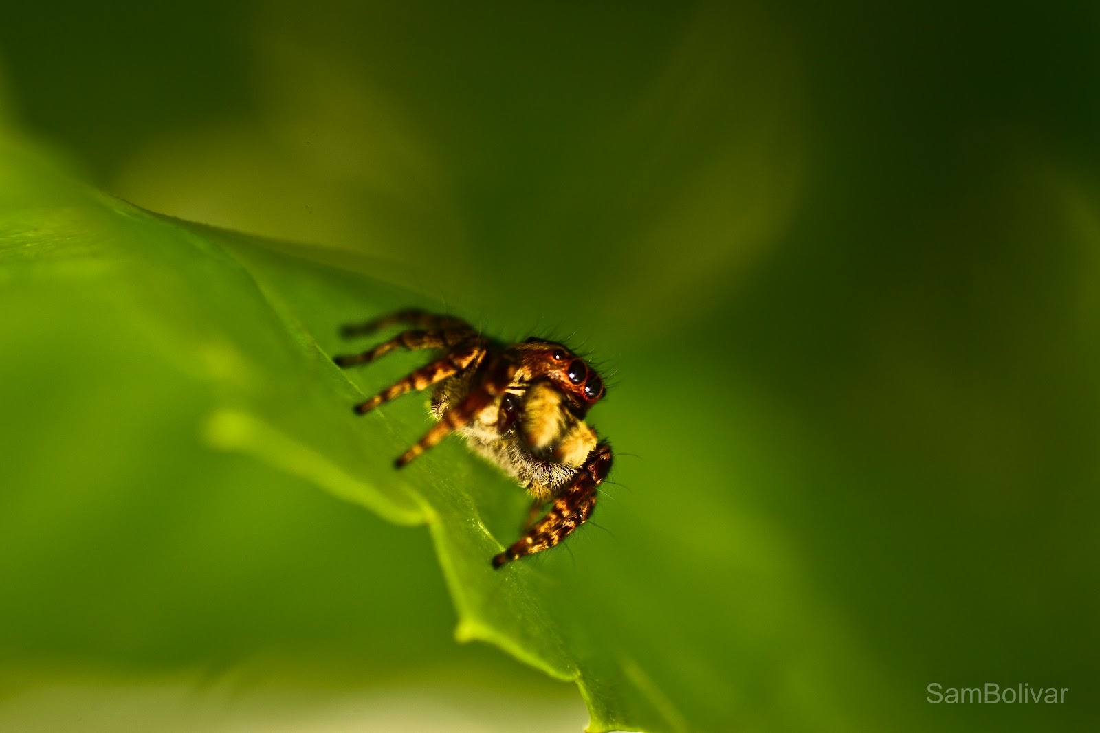 Insects Macro Photography: Tips and Tutorials