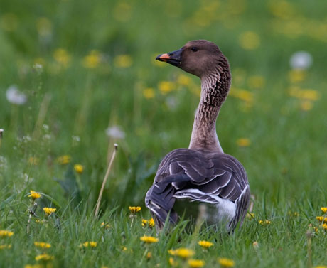 Creaties van Daatje: De Rietgans aquarel