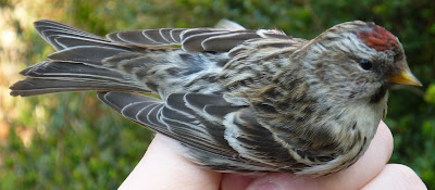 Green Wood Ringer: Lesser vs Common Redpoll