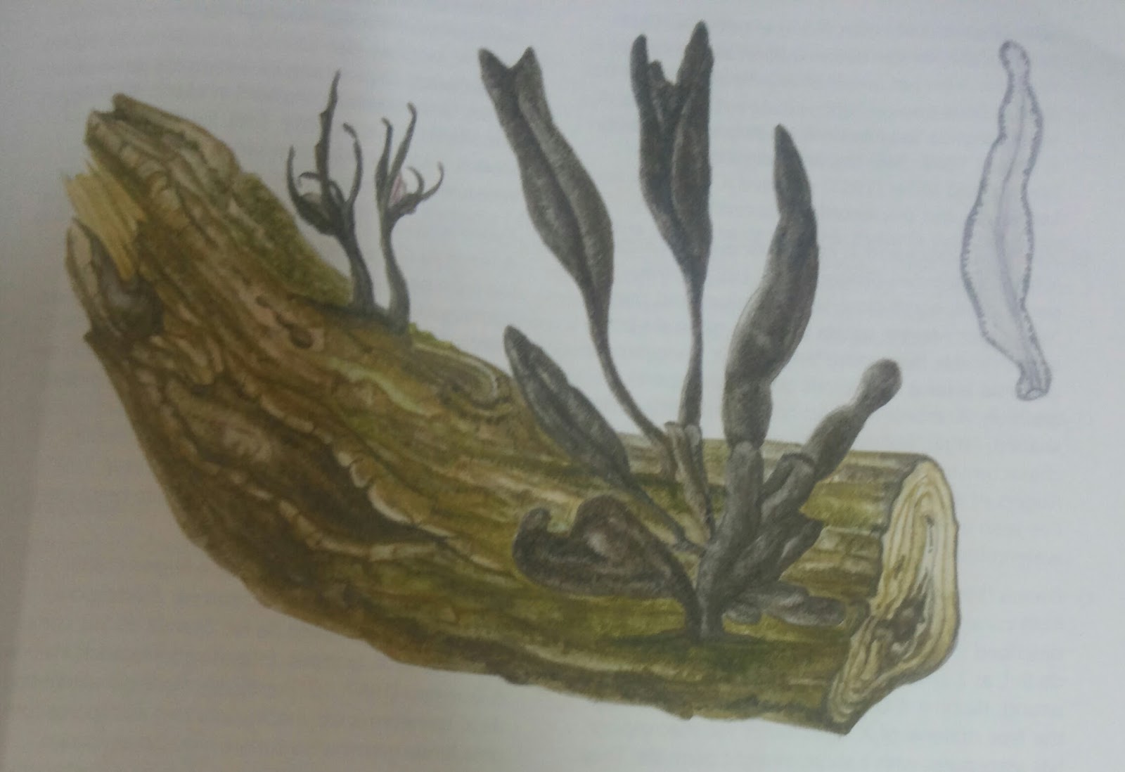 Árvores e Fungos: Janeiro 2017