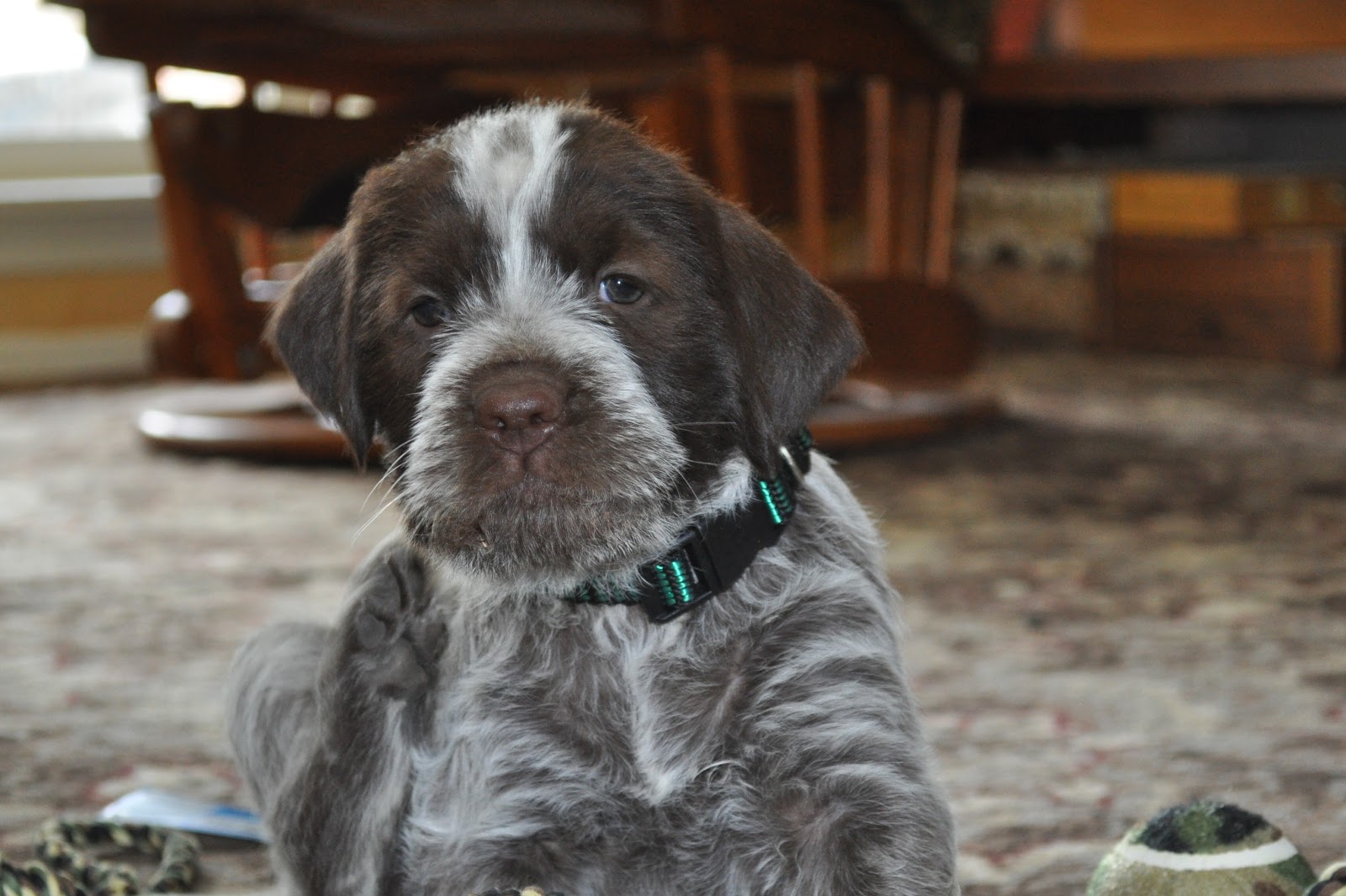 Idaho Outback Wirehaired Pointing Griffon Puppies!: Girls 4 weeks
