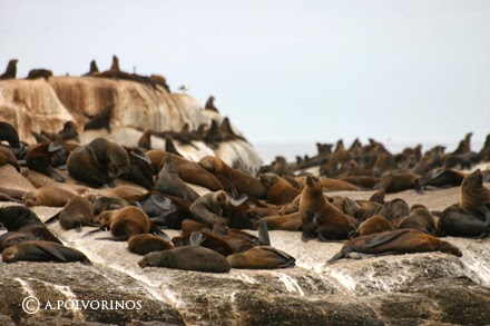 Paraísos del mundo: Las focas de la isla Duiker, en El Cabo