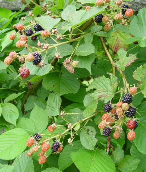 patternpatisserie: Now THIS is a blackberry and a Bramble Shaker Quaker ...