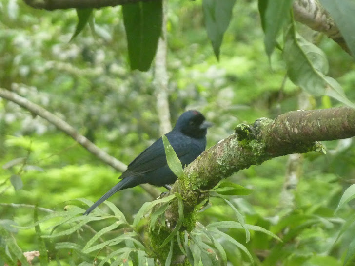 SUR DESTERRADA: CAMILO BESA (Nora Murillo)