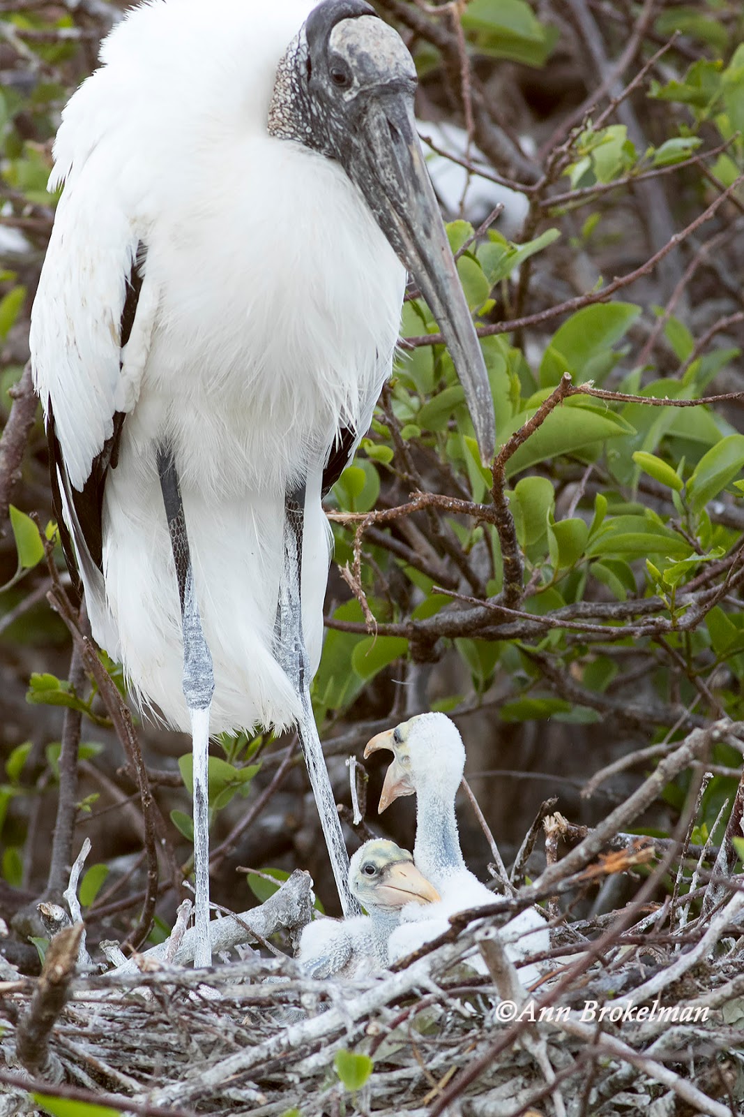 Ann Brokelman Photography: Wood Stork with babies in Florida