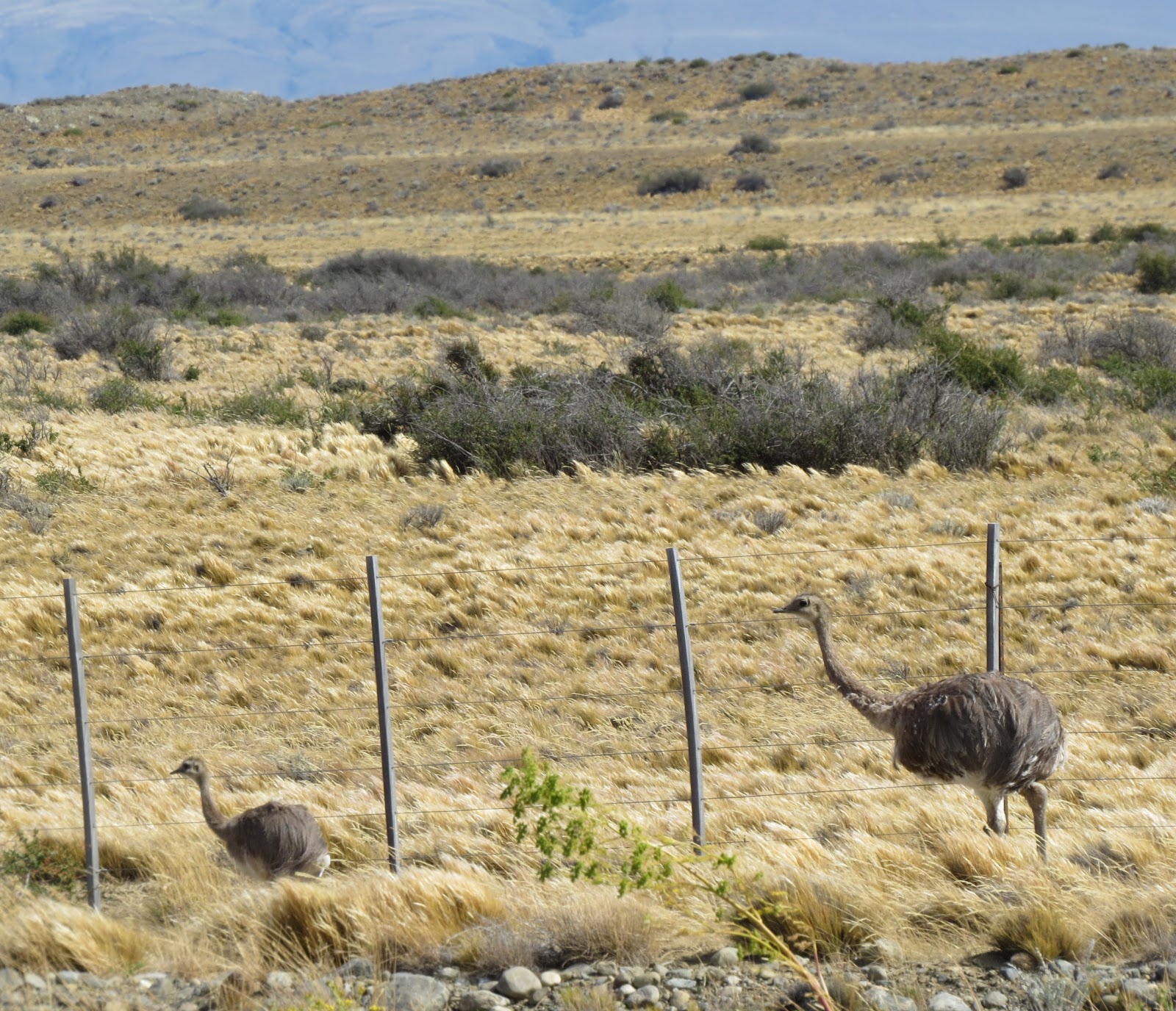 Princeton Nature Notes: Lesser Rheas in Patagonia