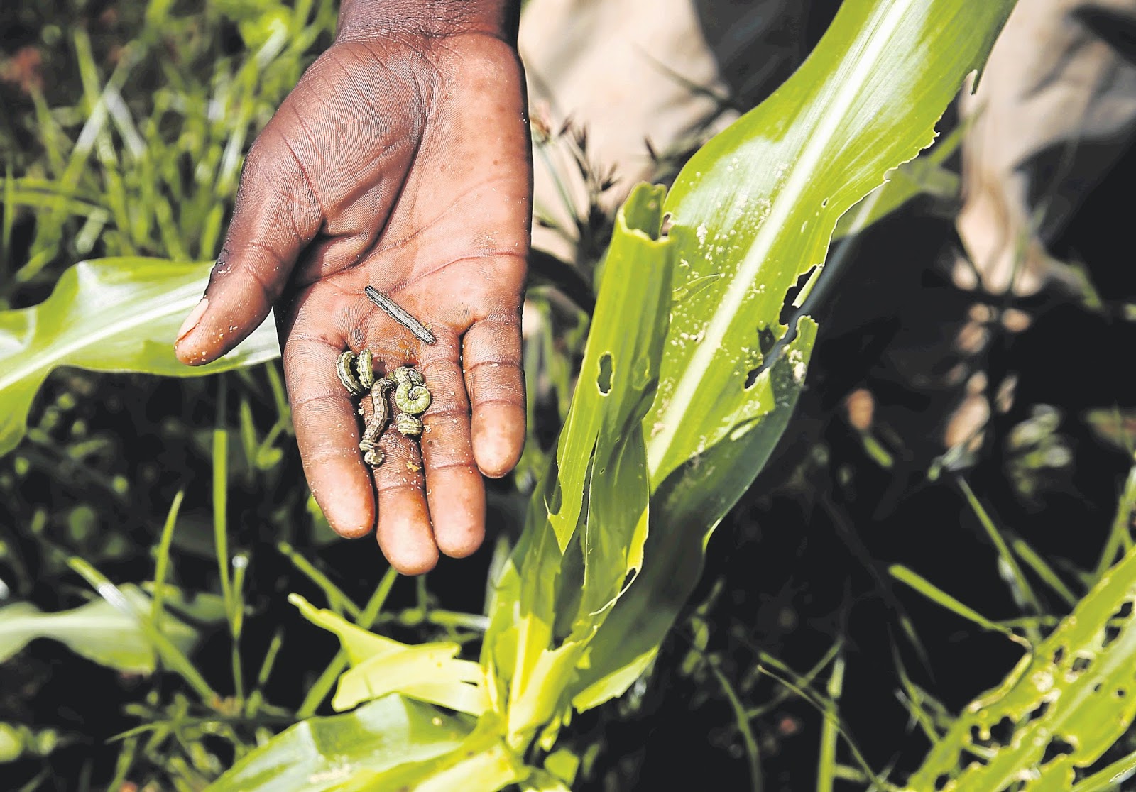 Focus on Development: Fall armyworms: What makes them so devastating?