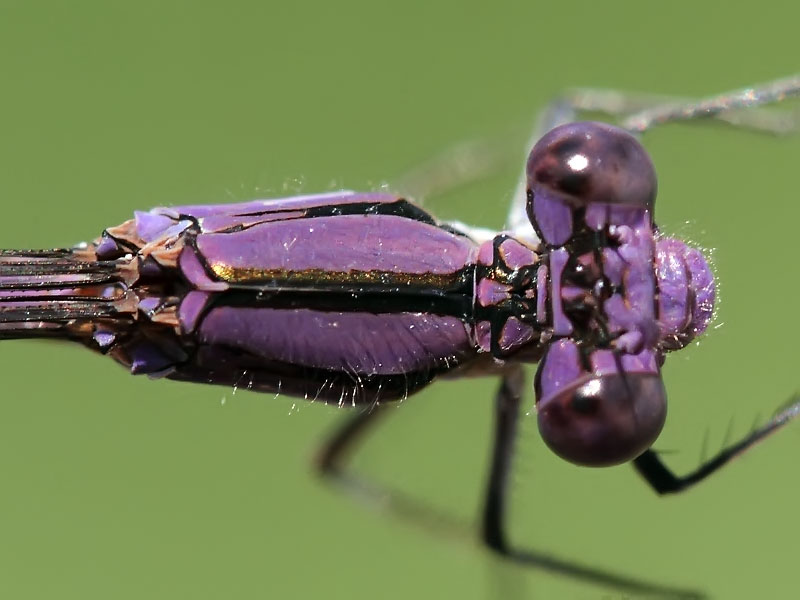Ecobirder: Zygoptera