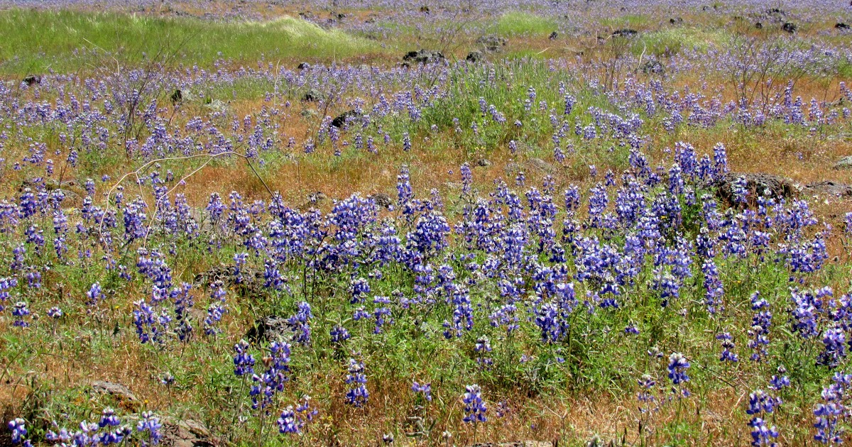Wildflowers of the Sierra Nevada Foothills: Table Mountain Hike