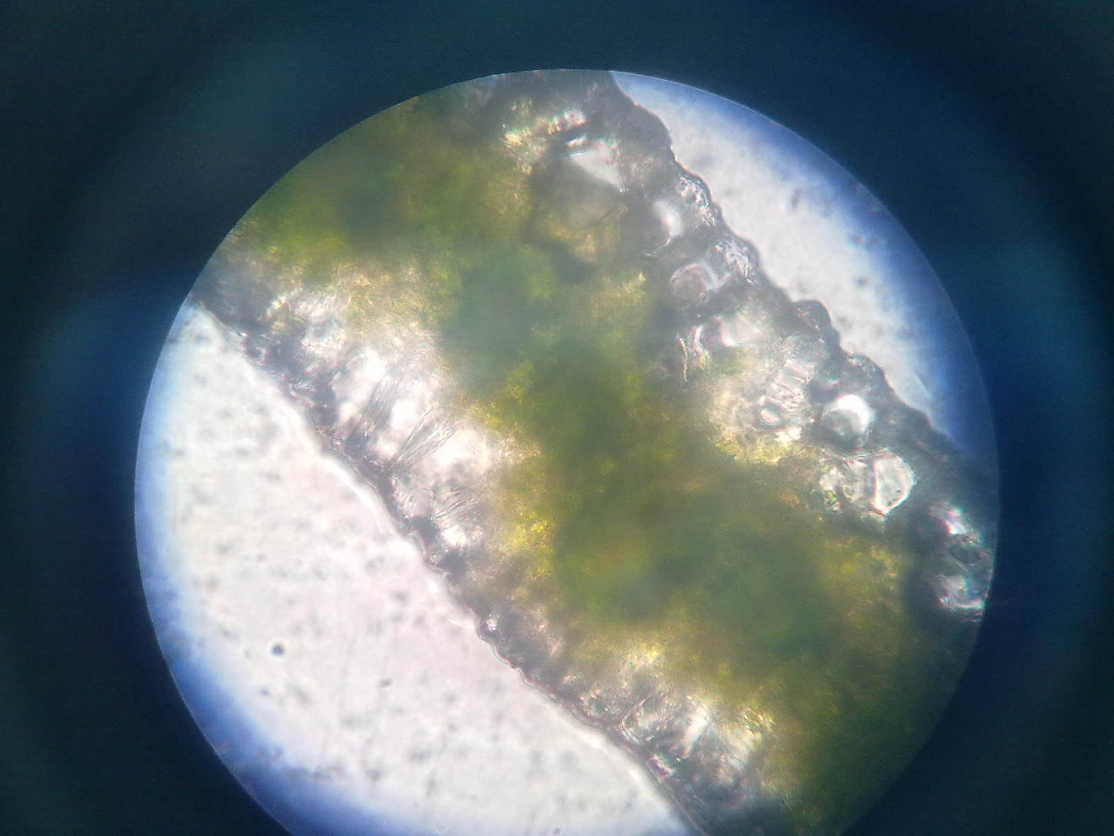 Jendela Biologi: Derivat Epidermis