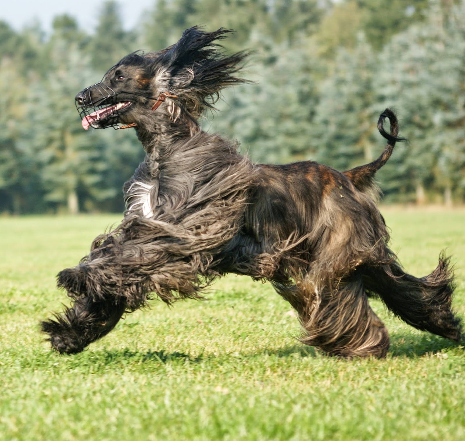 Imagini cu cainele ogar afgan ~ Poze cu rase de caini mici si mari ...