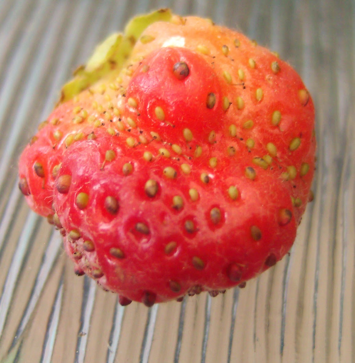 Washington State Spokane Area: Strawberry Seems Strange Fruit on ...