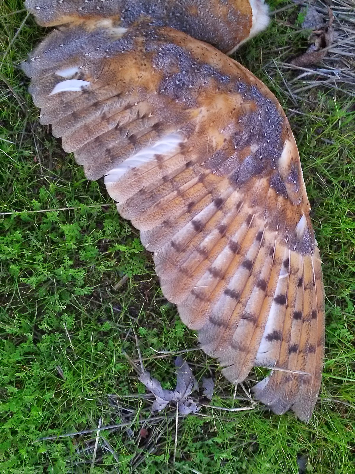 daily timewaster: The Dead Owl