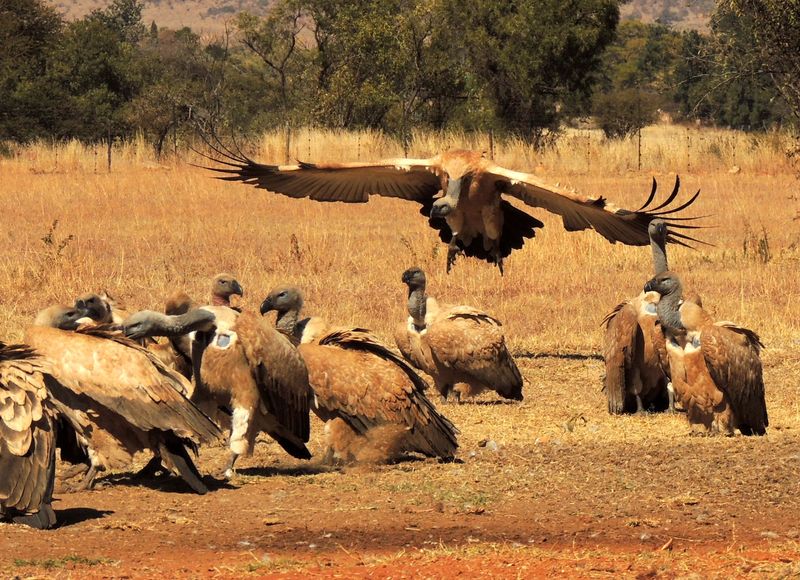 Faszination Geier: 70 Geier und eine halbe Kuh