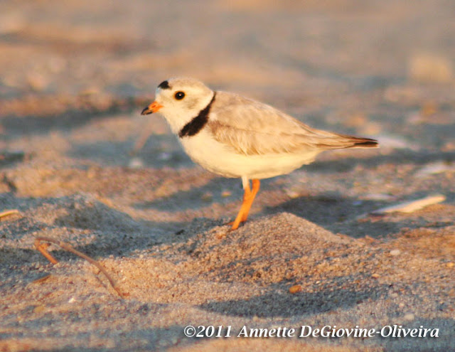 A Flurry of Feathers: Piping Plover on Fire Island, NY