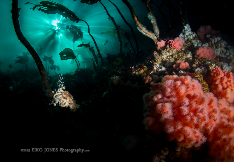 Eiko Jones Photography: New Underwater Images from Vancouver Island