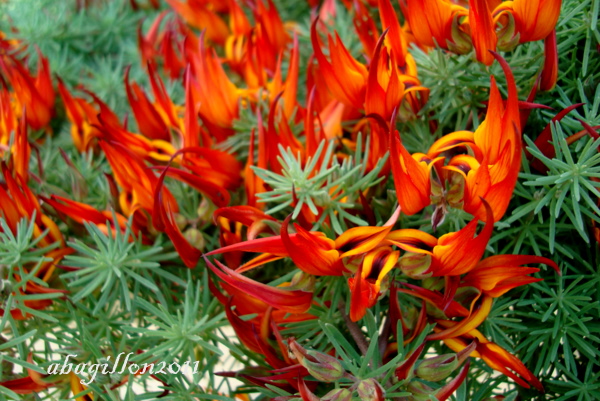 Andrea's Plants, Photos and Travels: Foreign Plants in my Files