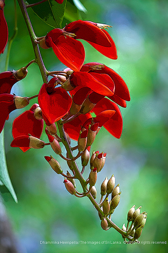 පුංචි කැකුළු මල්~Little Flower Buds: 102. අවුරුදු එනවා කියනව වගේම බොහොම ...