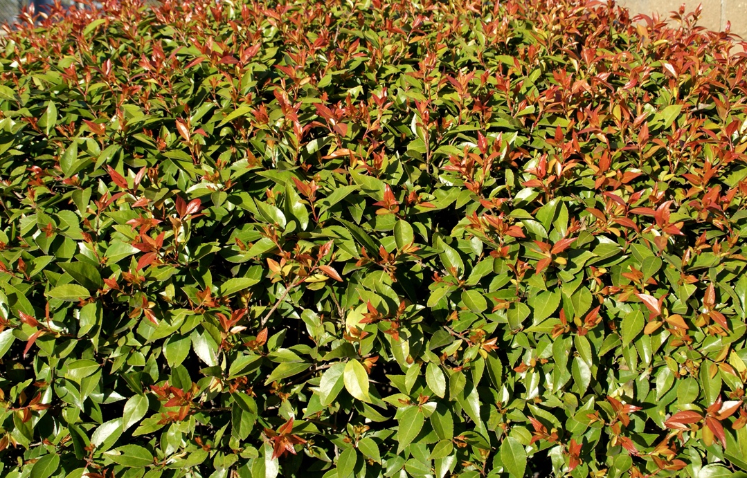 A photo, A thought............: Season: Vernal blooms in US South West