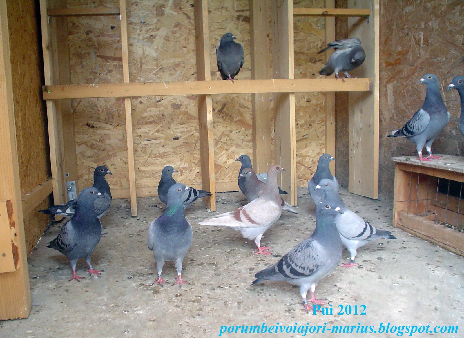 PORUMBEI VOIAJORI: iunie 2012