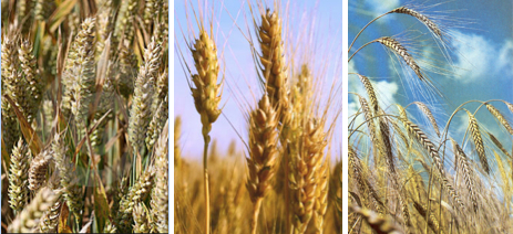 NephiCode: Wheat Not Found in the New World – Part I