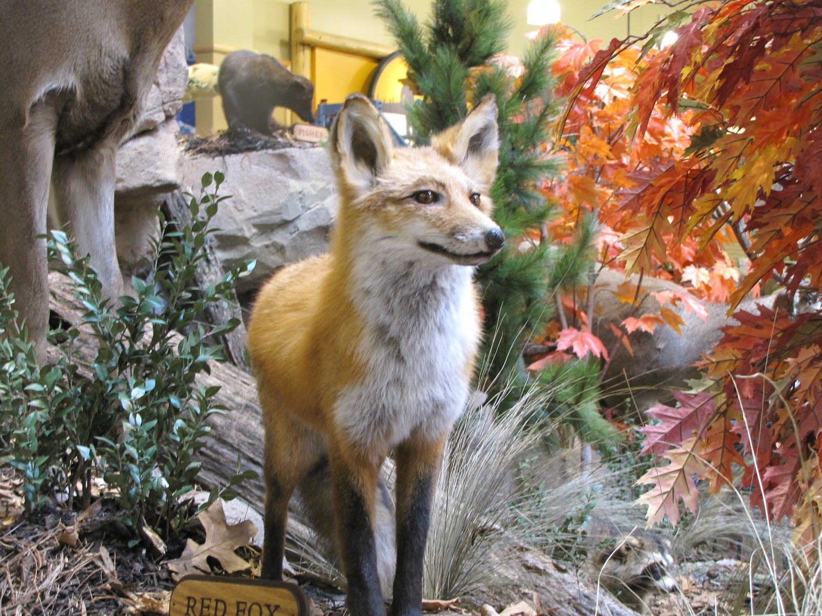Granny Mountain: Cabela's... Arkansas' First!