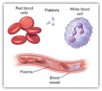 Structure and Composition of Bloods