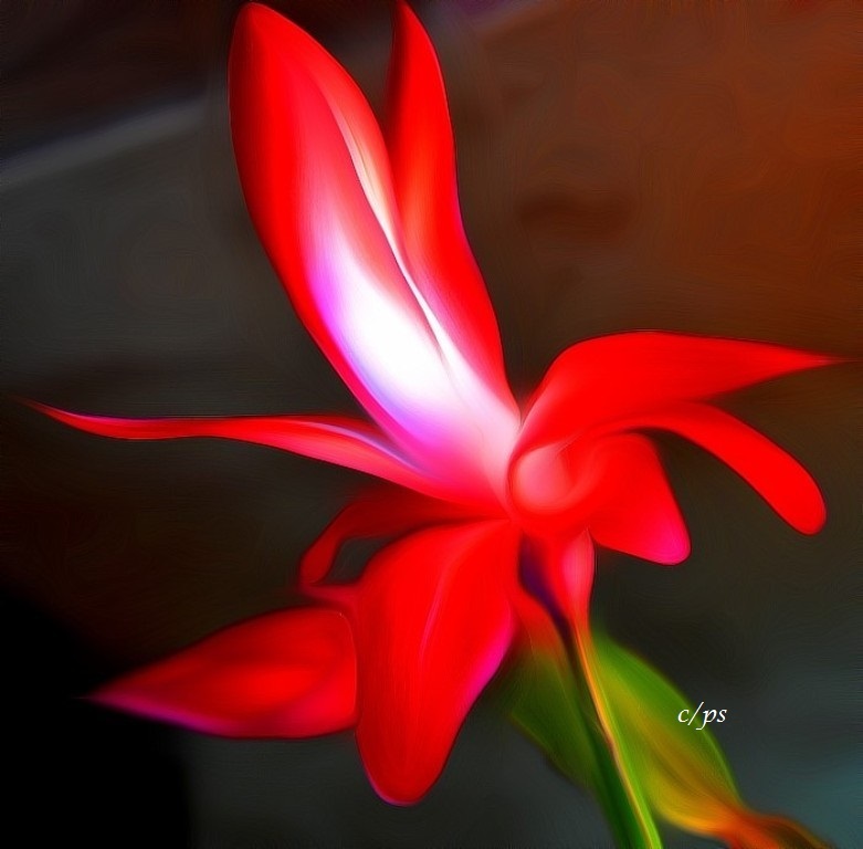 ps-pictureshop: Blumen, flores, Flower, fleurs,