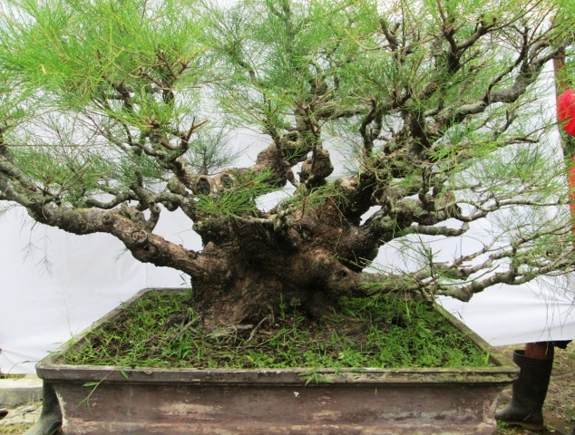 Casuarina equisetifolia / Pinheiro Australiano / Pinheiro-da-Praia / BONSAI