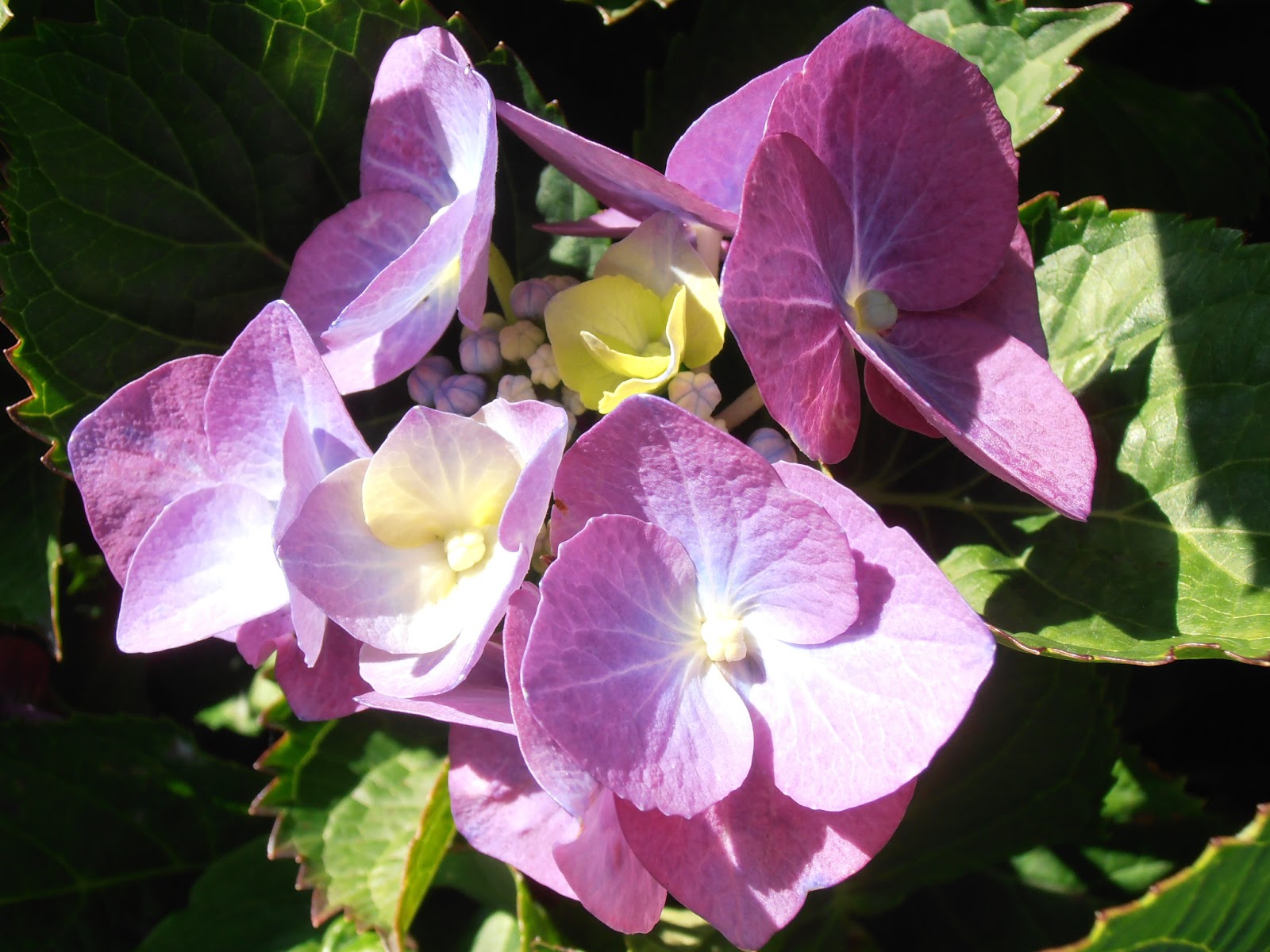 Plantas rioMoros: julio 2013