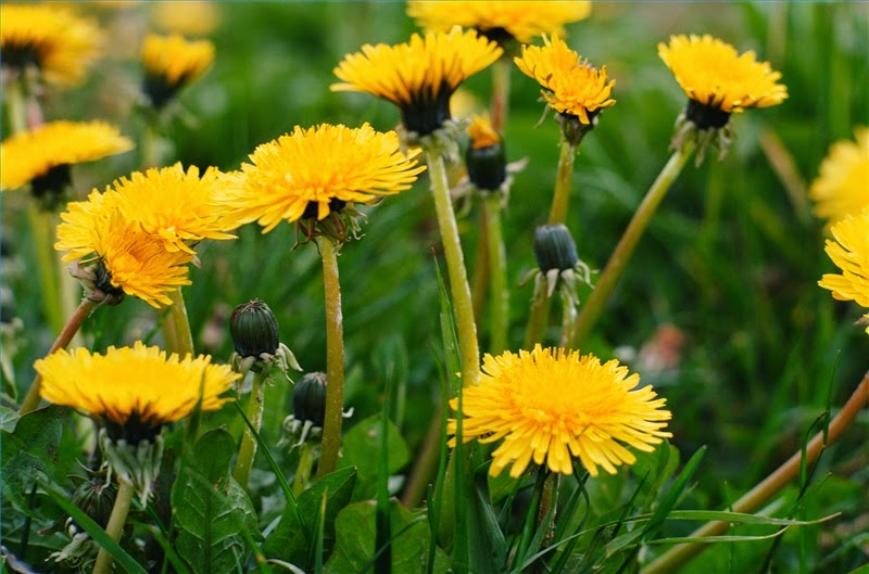 The Real Food Coach: The healing benefits of the common Dandelion.