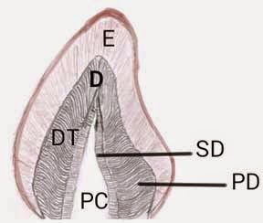 Oral Pathology India: 2015