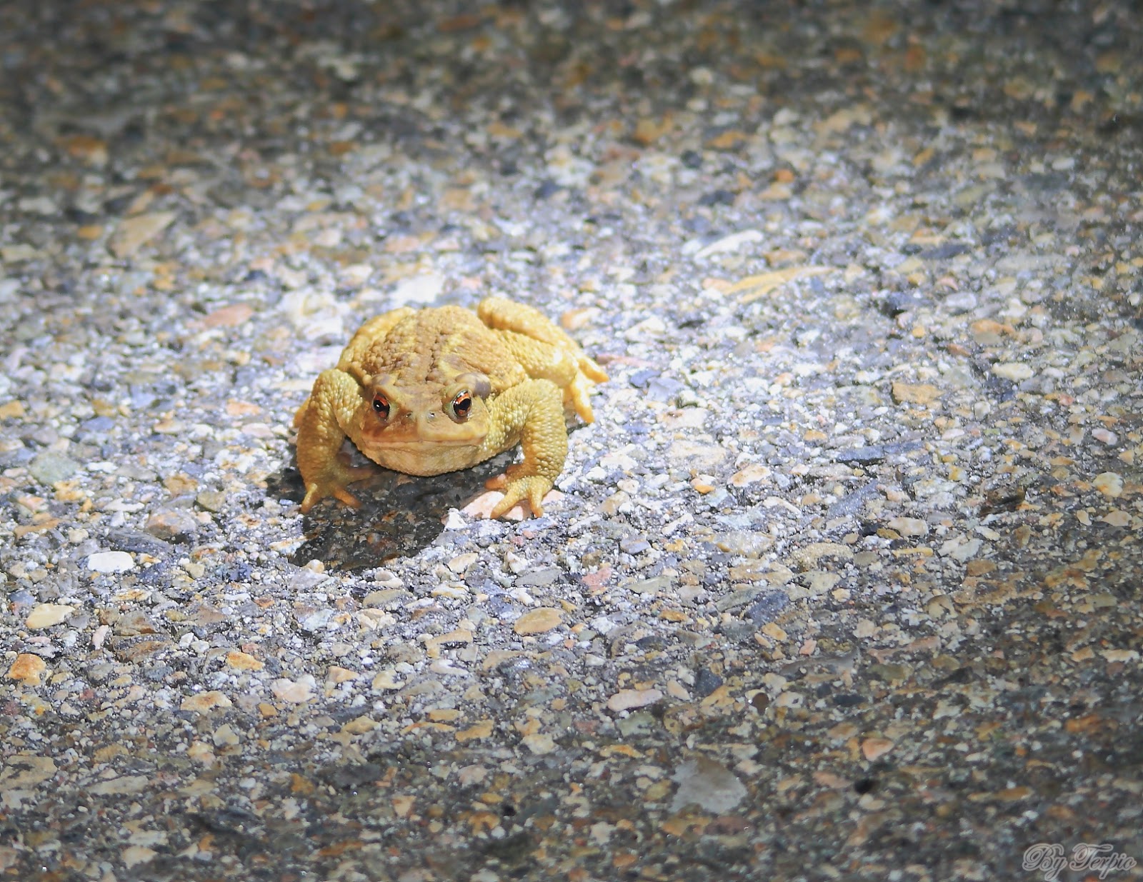 Viajes, Salidas, Naturaleza, (Fotografía).: Sapo Común (Bufo Bufo).