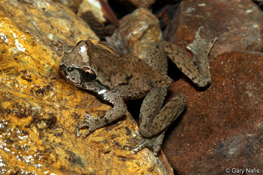 LA NATURALEZA EN CASA: Sapo con cola (Ascaphus truei)