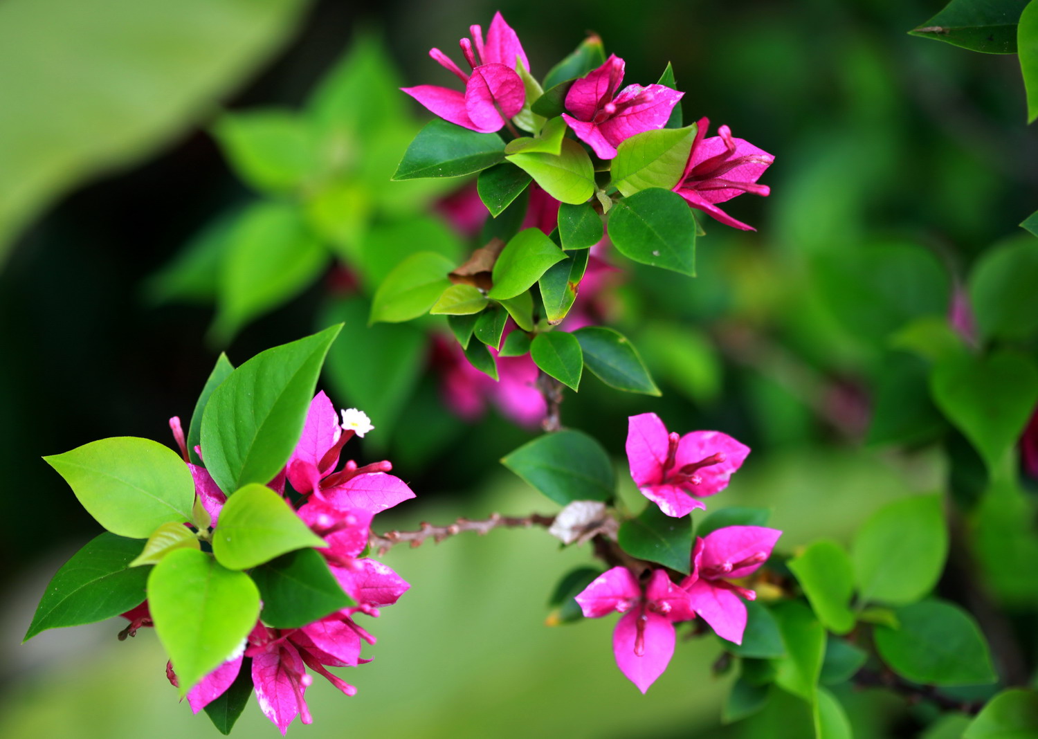 Pondok Rasamala : Bunga-bunga di Rasamala