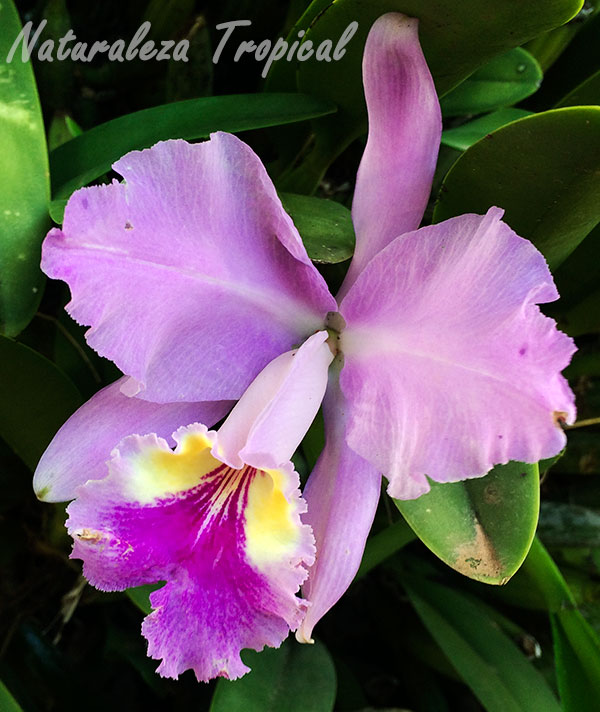 Naturaleza Tropical: La orquídea más cultivada en el Mundo. Cattleya ...