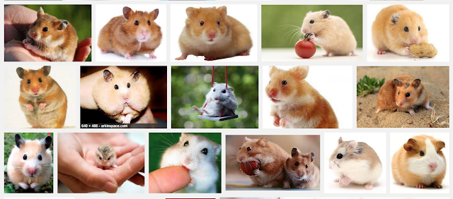 Jenis Jenis Hamster dan Cara Perawatannya | Hewan Indonesia dan Jual Beli