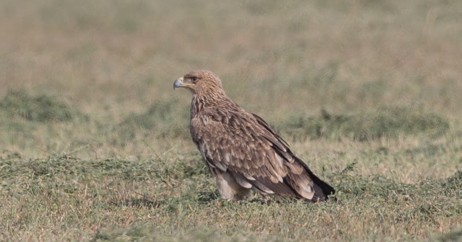 Birds of Saudi Arabia: Eastern Imperial Eagle - Haradh