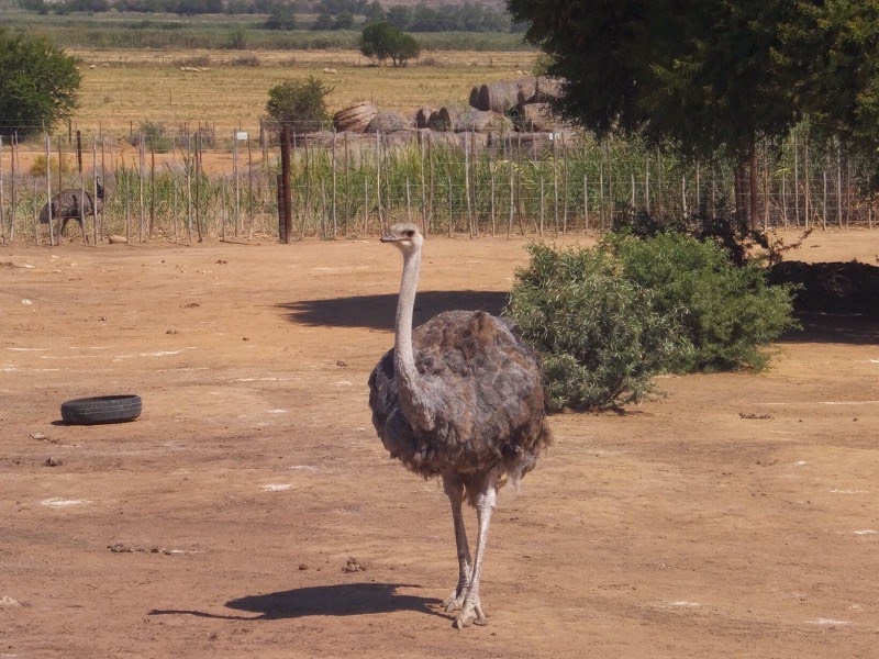 Sydafrikarejse Birgit og Troels 28/2 - 18/3 2015: Bjergpas ...