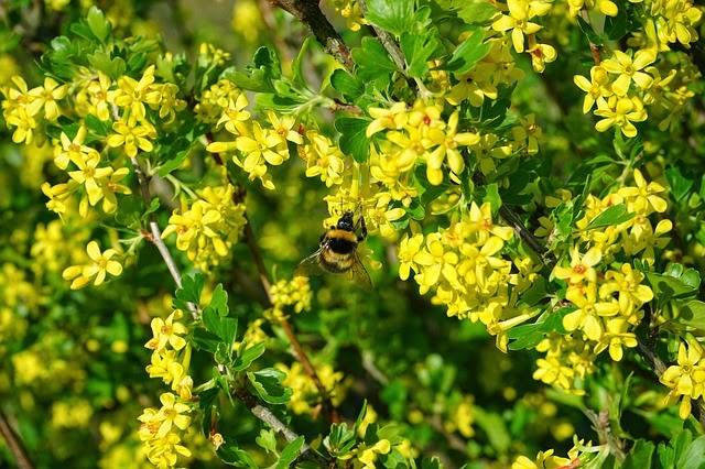 life between the flowers : Ribes red flowering & Ribes Aureum golden ...