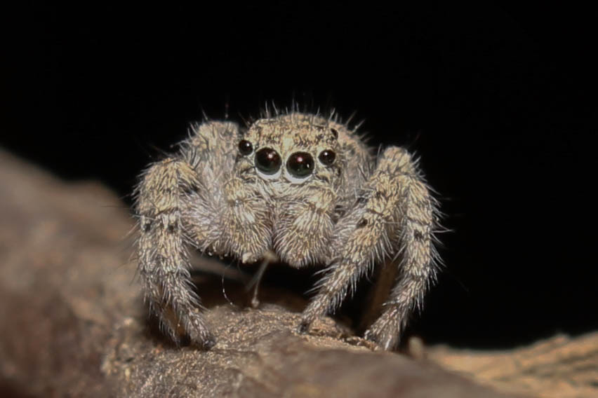 Biodiversity of Cyprus by NGO Protection of the Natural Heritage and ...