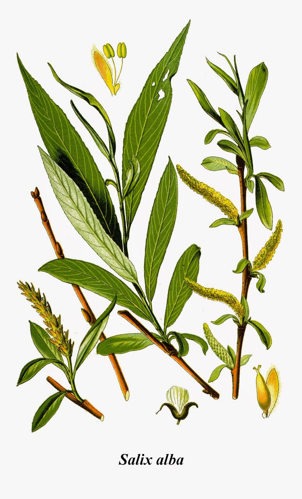 Kruidwis: Wilgenbast / Cortex salix