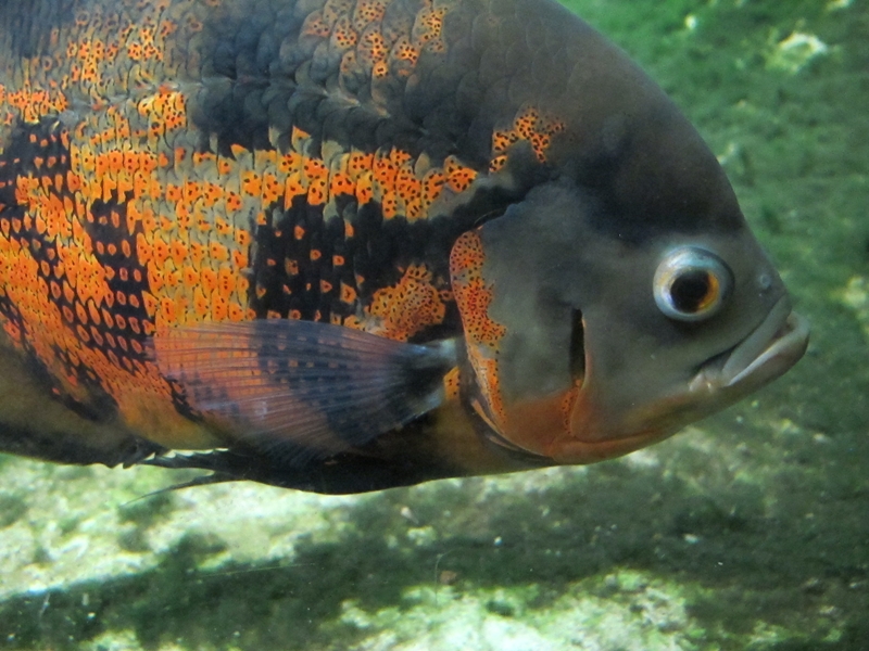 Milerenda: Peces del CosmoCaixa