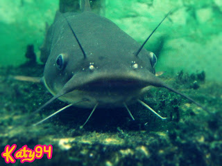 Information's ReaLLY Important :): Ikan Lele \\(^_^)//