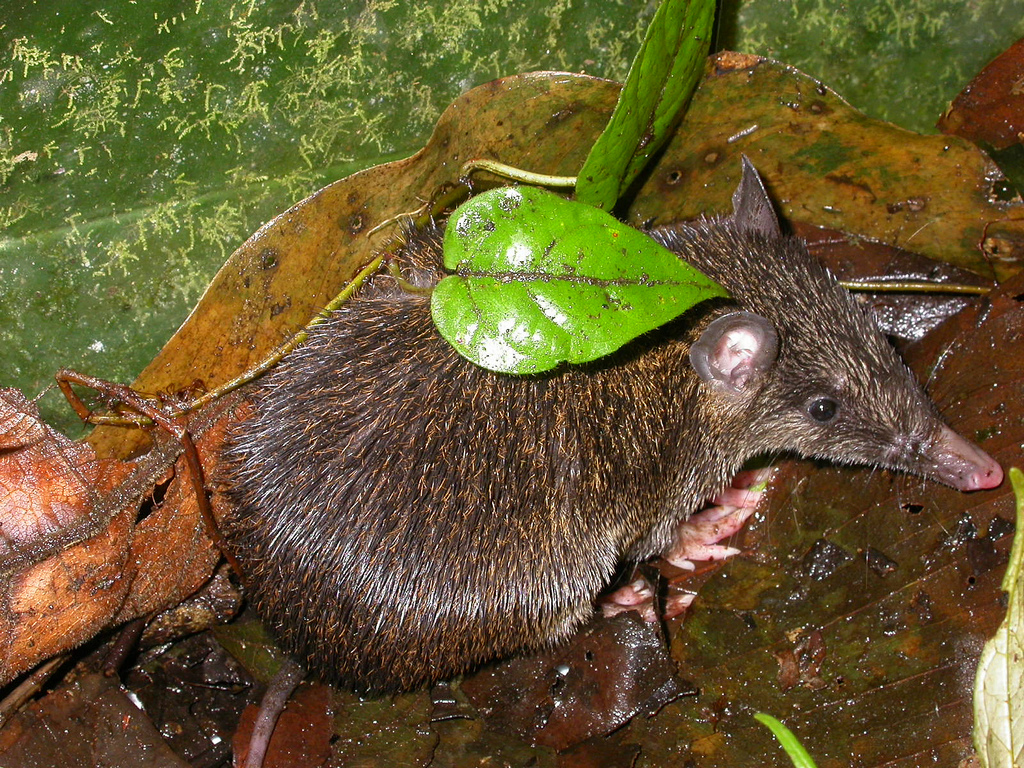 Mamíferos y marsupiales mammals of the earth: Echymipera común ...