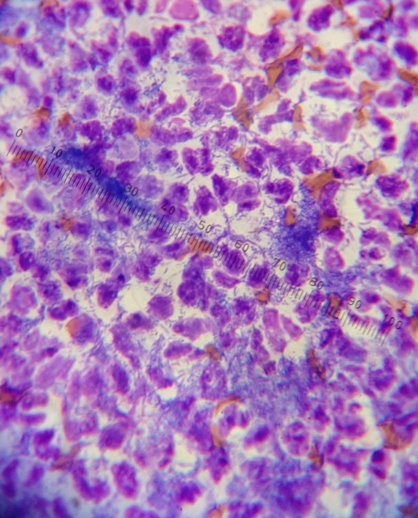 Exclusively Cats Veterinary Hospital Blog: The tooth about your cat's ...