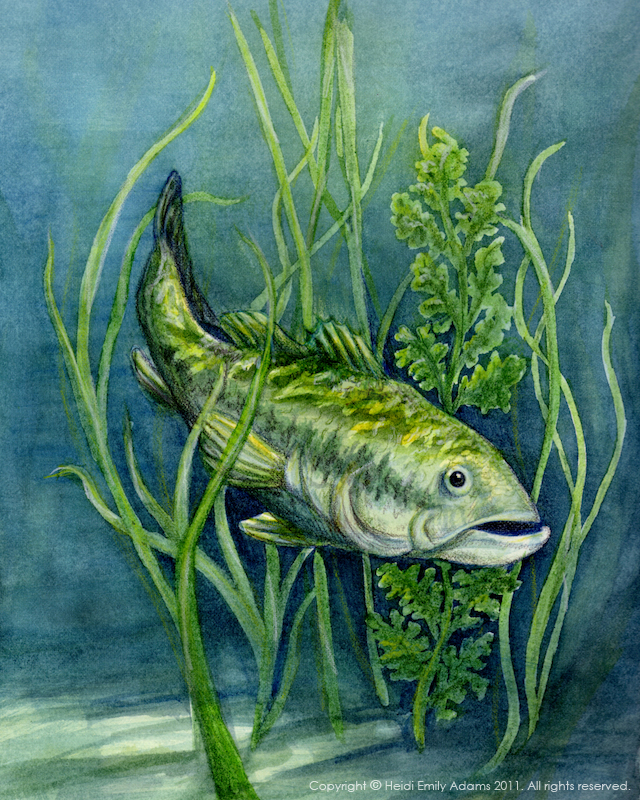 Heidi Emily Adams Illustration: Largemouth Bass... and a Lesson on ...