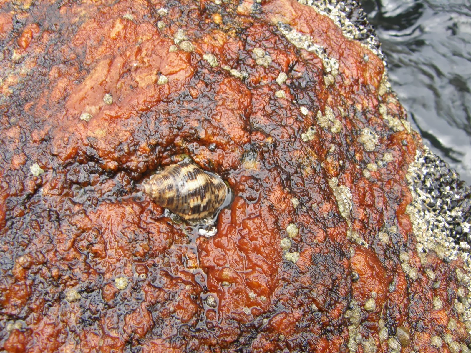 BIOFLAGRANTES*: ECOSSISTEMA DE COSTÃO ROCHOSO